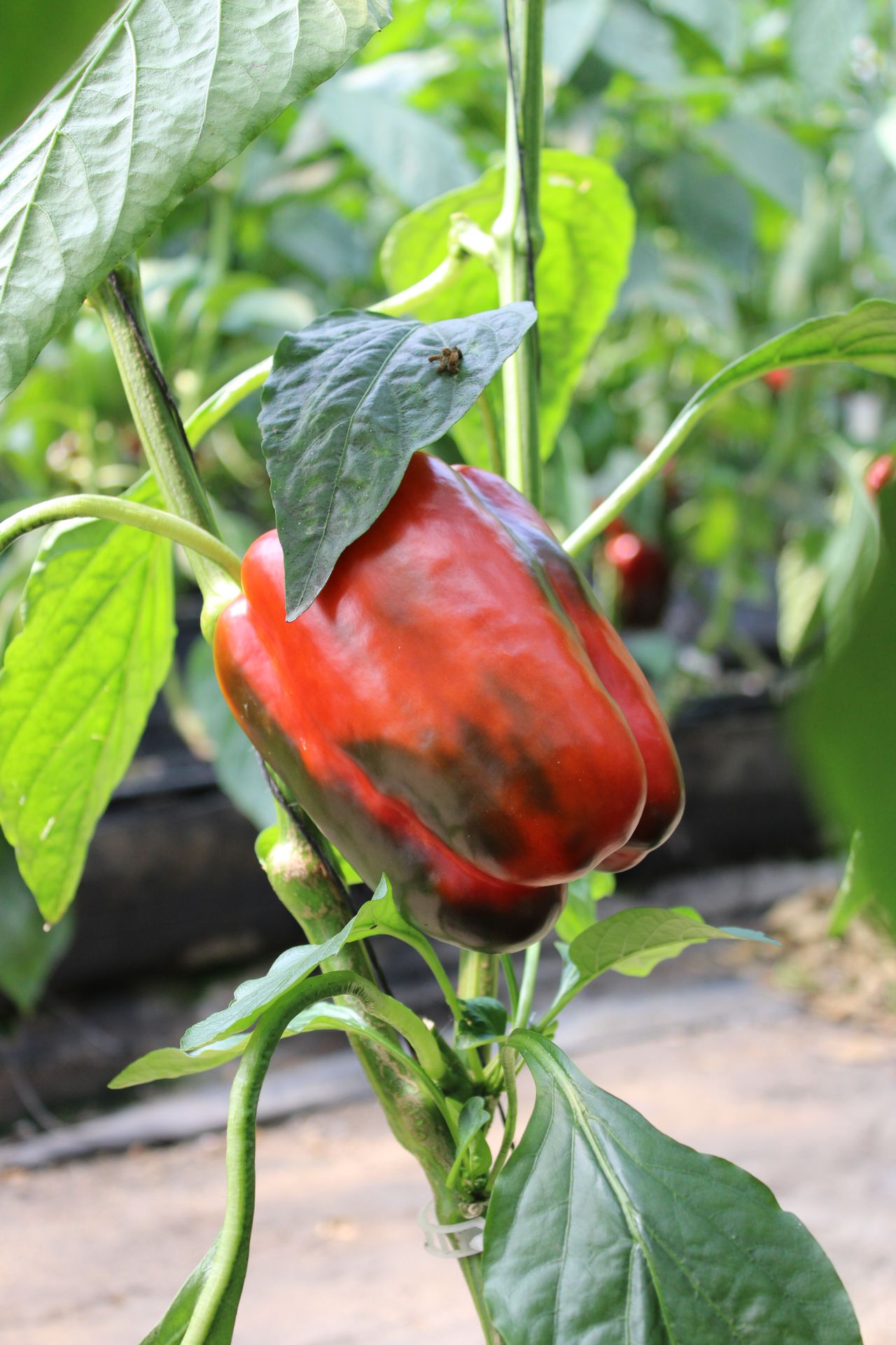 Pimiento Morrón Rojo | Multisemillas